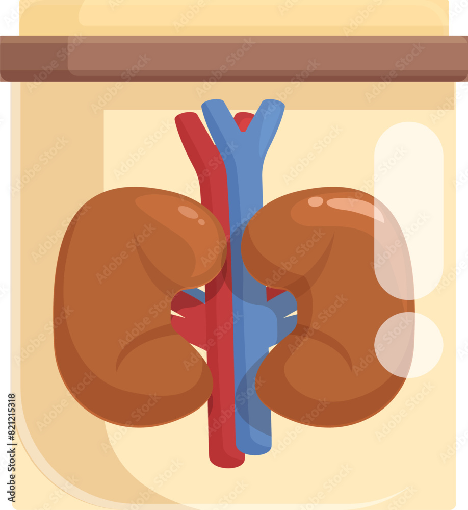 Detailed medical illustration of human kidney anatomy and vascular ...