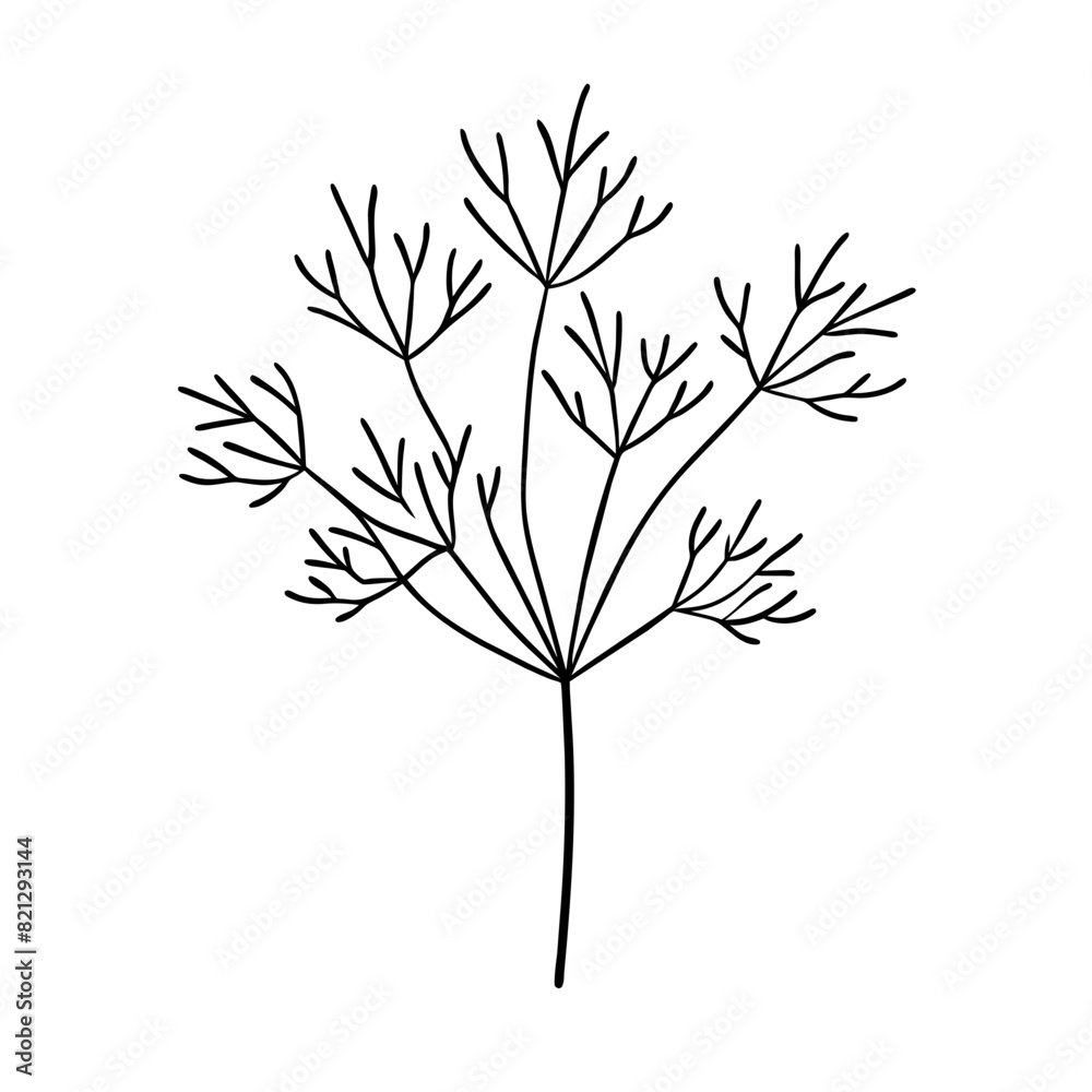 black and white line drawing showcases dill (Anethum graveolens ...