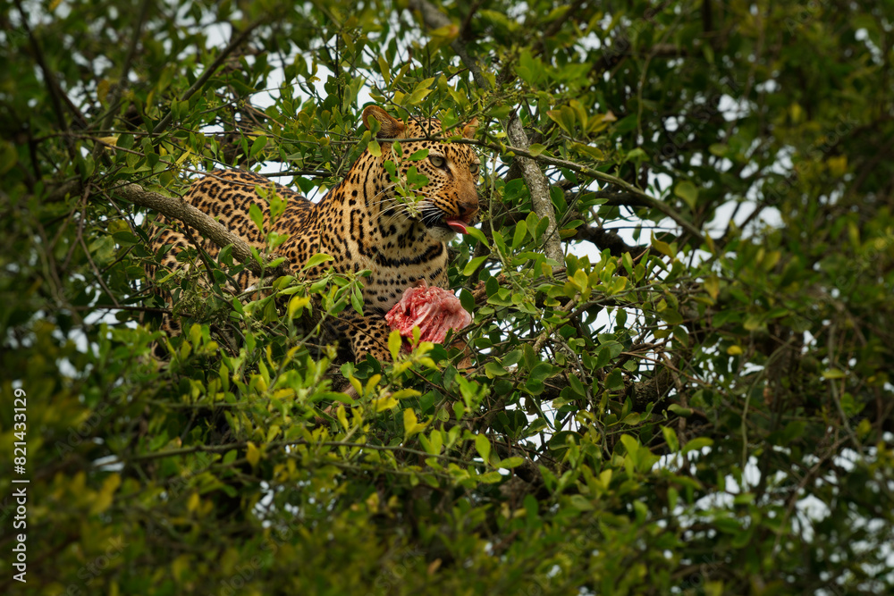 Foto Leopard - Panthera pardus, big spotted yellow cat in Africa, genus ...