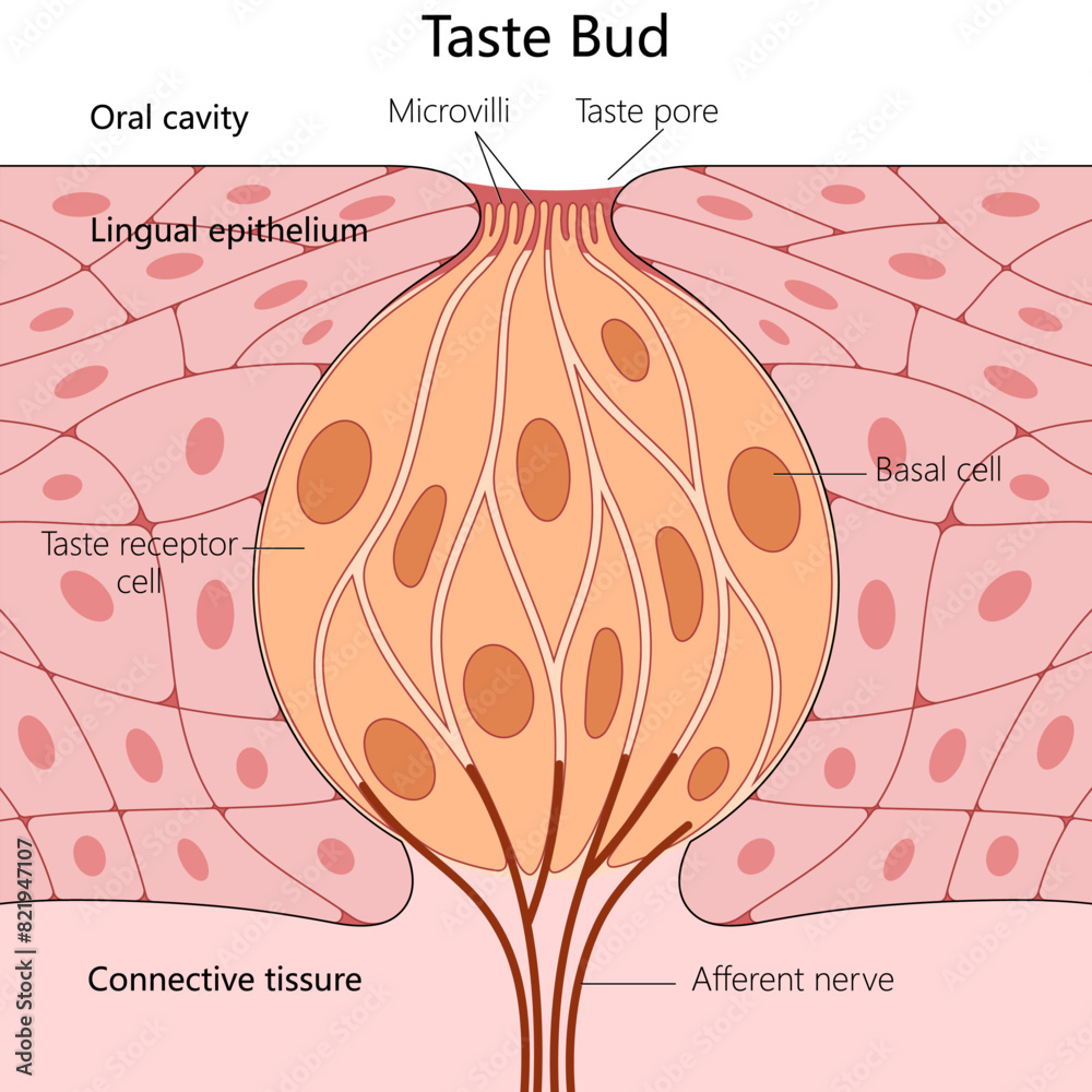 human taste bud, including lingual epithelium, taste receptor cells ...