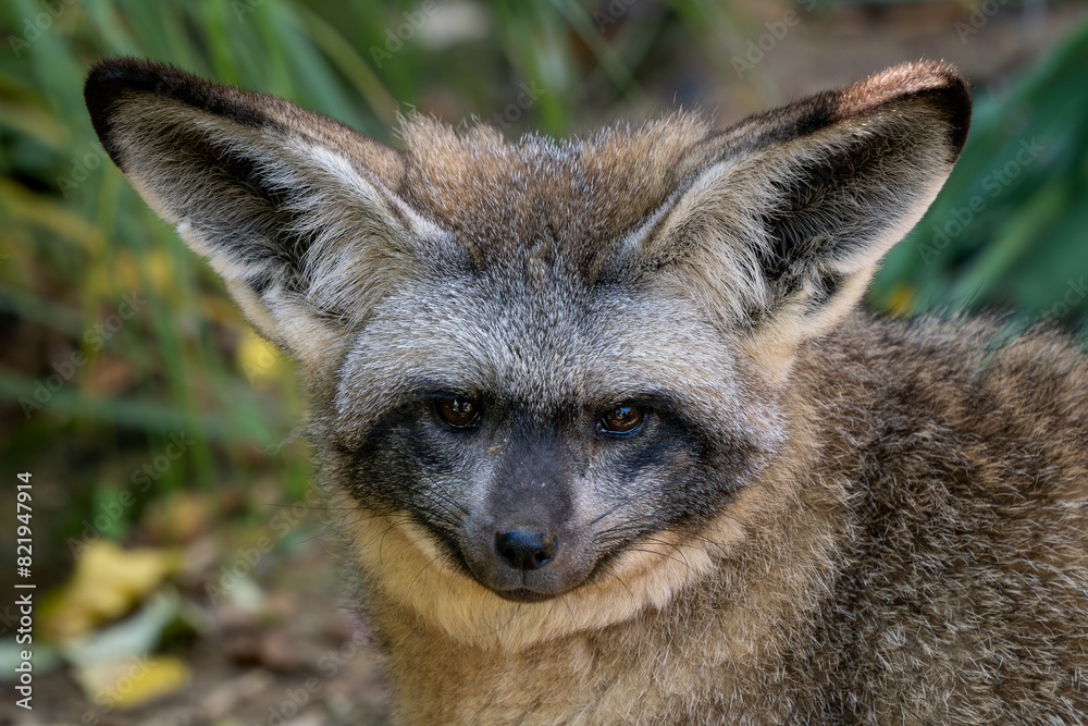 Bat-eared Fox - Otocyon megalotis, portrait of beautiful unique species ...