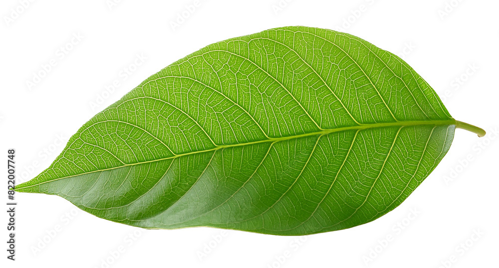 Tropical single green leaf png background Stock Photo | Adobe Stock