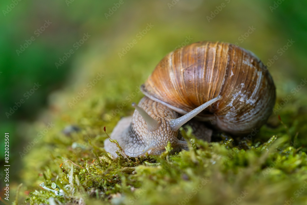 Snail closeup. Burgundy snail (Helix, Roman snail, edible snail ...