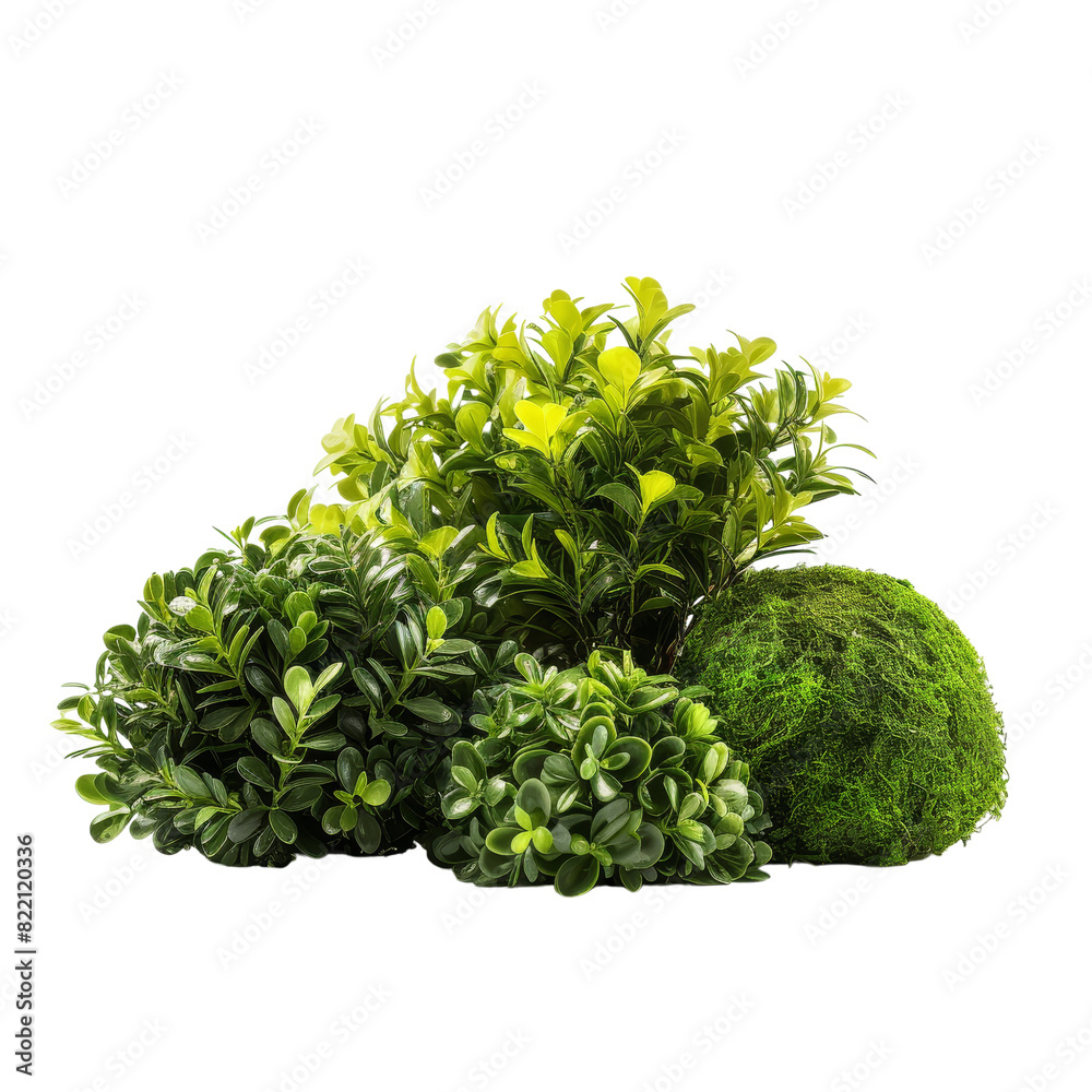 Lush Garden Bushes Isolated on Transparent Background, PNG, Cut Out ...