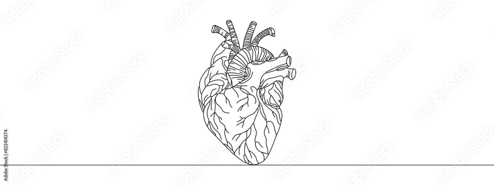 One continuous line drawing of anatomical human heart organ. Medical ...