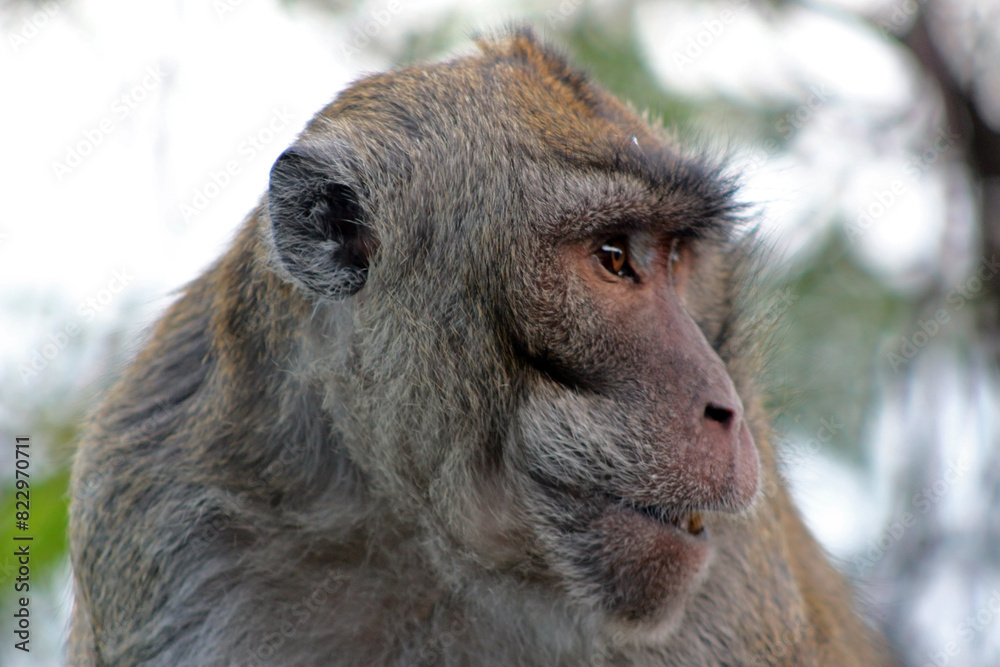 A monkey species native to Southeast Asia called the crab-eating ...