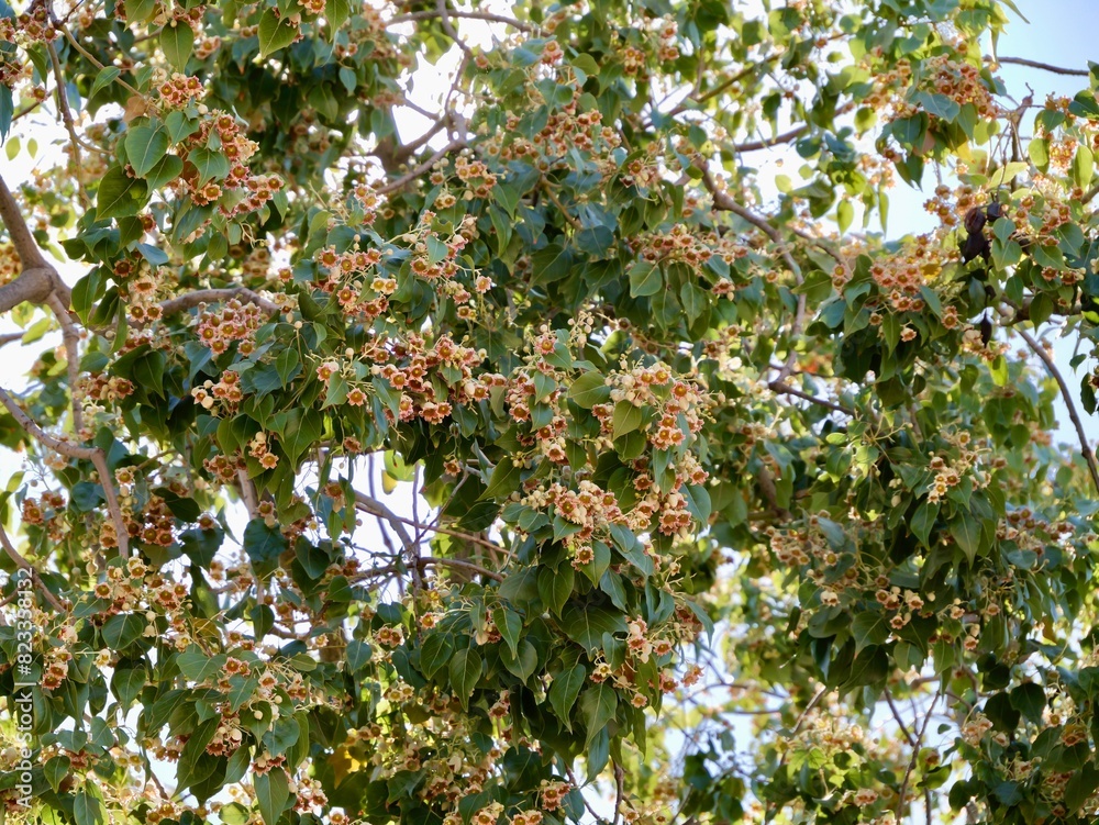 Flowering kurrajong (Brachychiton populneus), found naturally in ...