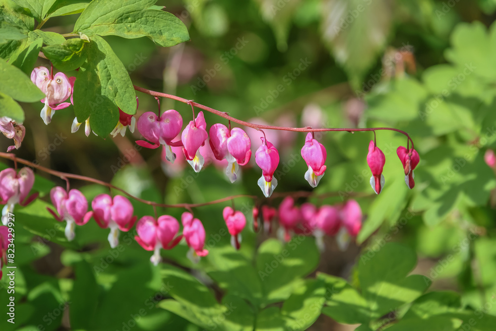 Lamprocapnos spectabilis, bleeding heart, fallopian buds or Asian ...