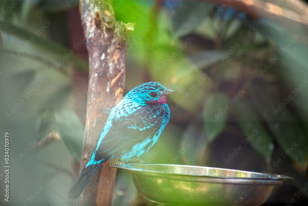 Spangled Cotinga (Cotinga cayana) - Commonly Found in the Amazon ...