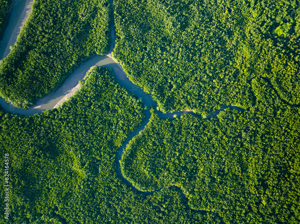 Amazing abundant mangrove forest, Aerial view of forest trees ...