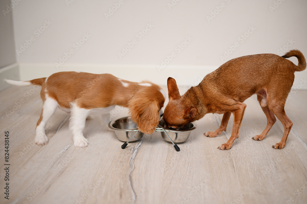 Portrait two cute dogs eating together from double dog plate of food ...