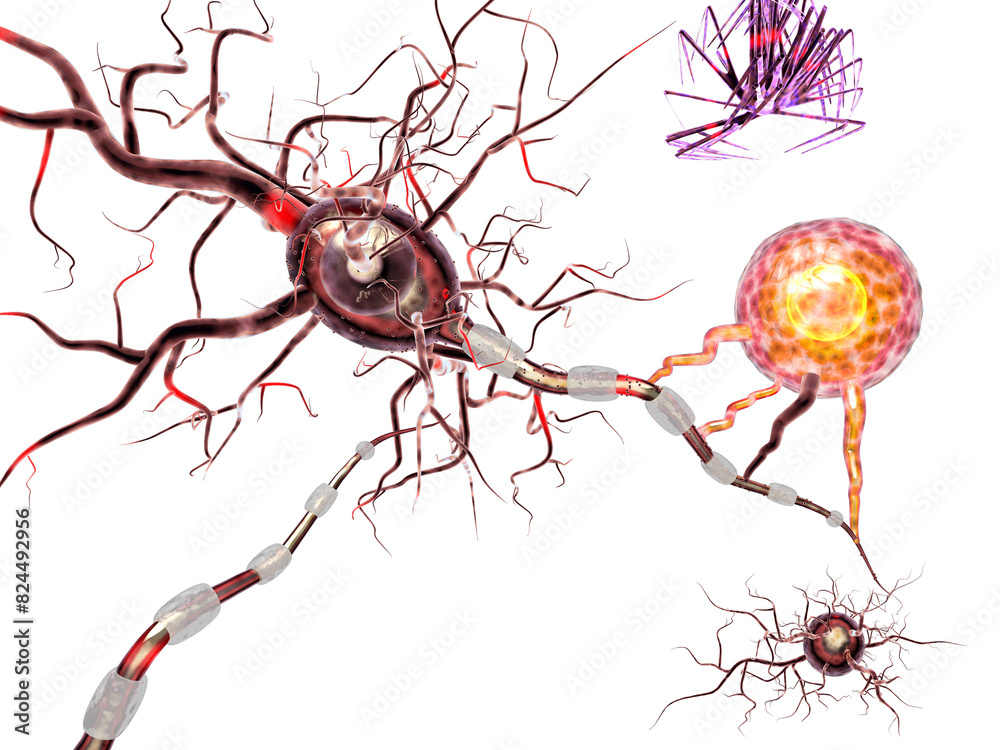 Supportive tissue of the nervous system. Neuron structure. Neuron ...
