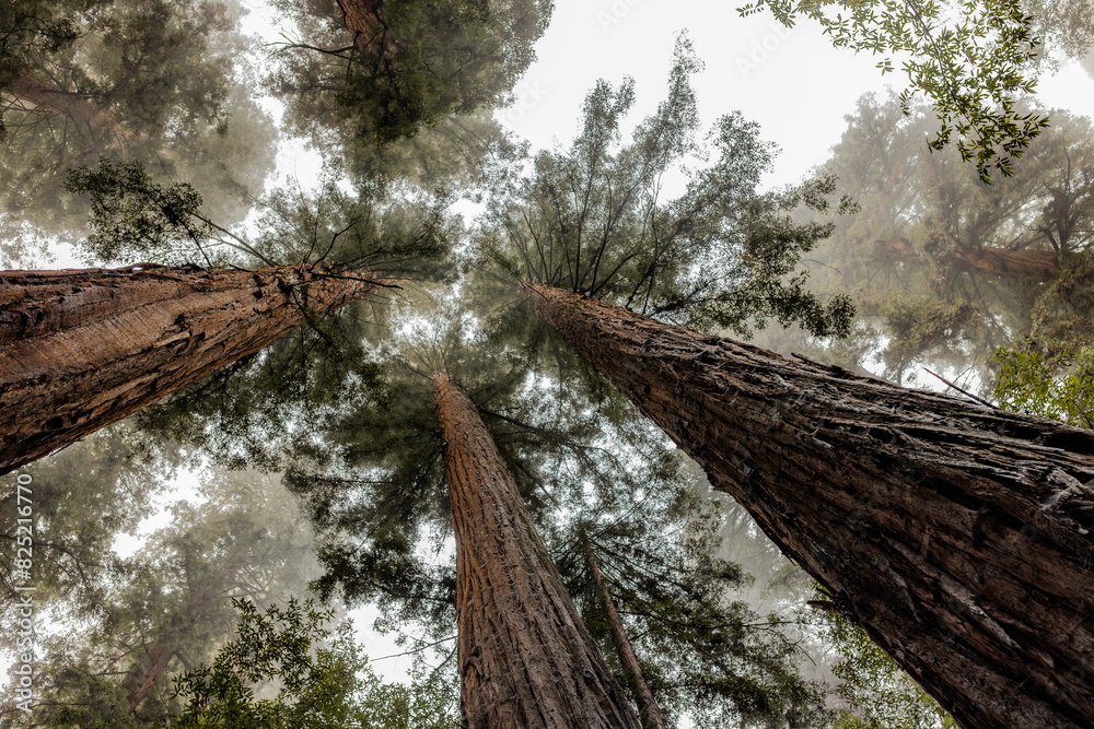 Redwood Ceiling Stock Photo | Adobe Stock
