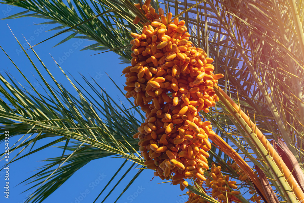Palm tree branches with lots of ripe dates on bly sky and beight sun ...