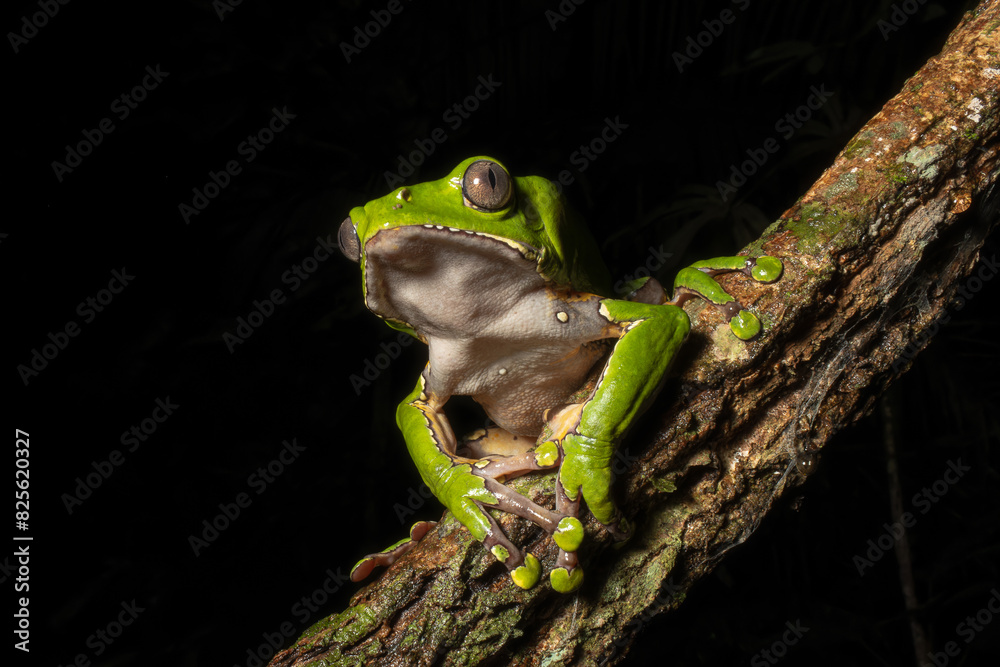 The colorful and ancient Kambo frog secretes a highly toxic substance ...