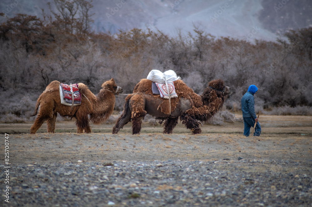 An unidentified man walking the Bactrian camels or Double humped camels ...