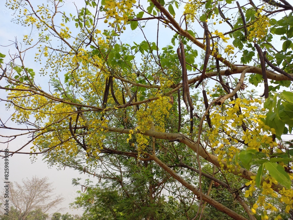 Yellow flowers that are inflorescence hanging from the flowering trees ...