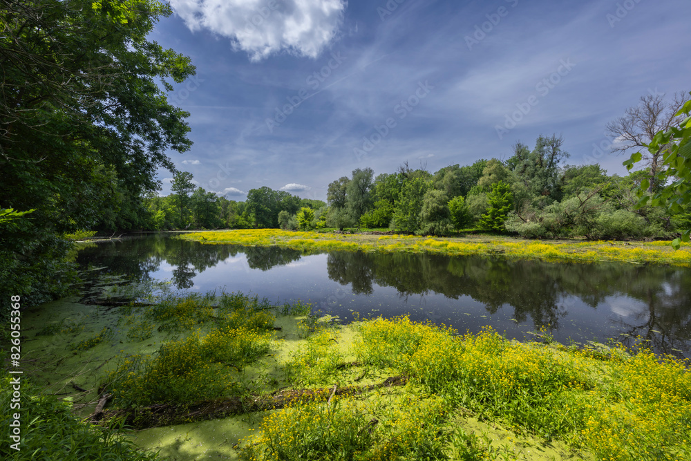 Typical landscape in Zahorie (CHKO Zahorie), area with dead branches of ...