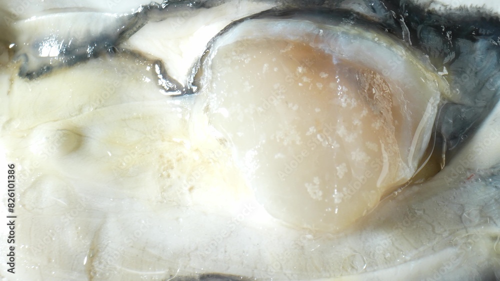 Oysters hold a unique and revered place in the world of gastronomy ...