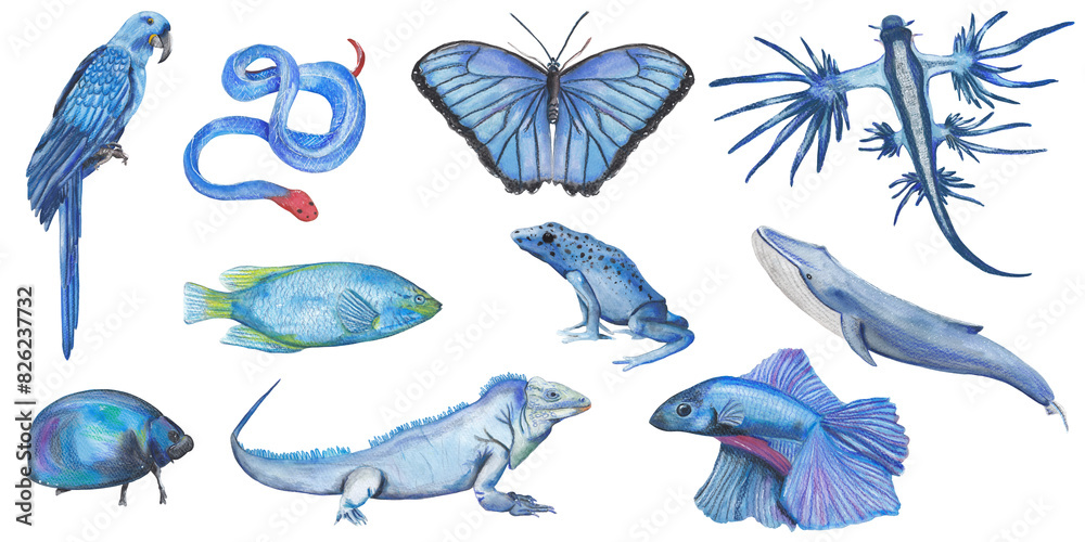 Blue animals Hand painted animal illustration isolated on white ...