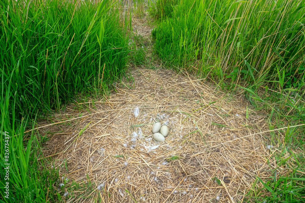 Mute swans (Cygnus olor) huge nest on islands of eastern freshwater ...