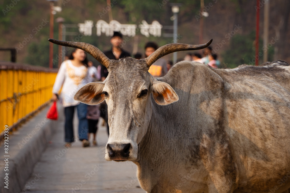 Garjiya Devi Temple is a hindu Devi temple located in the Garjiya ...