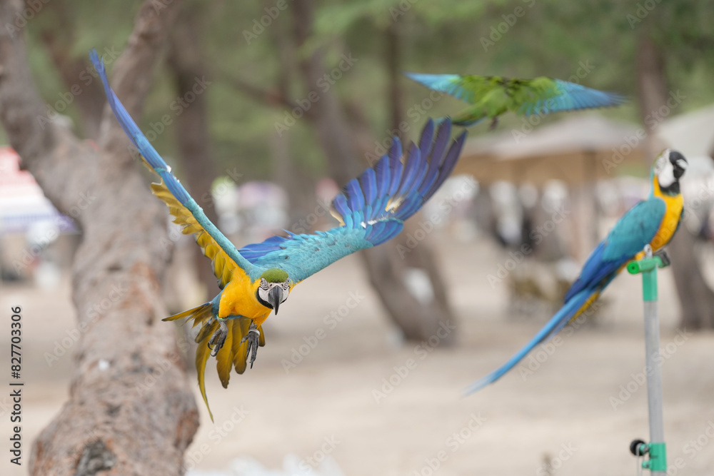 blue-and-gold macaw parrots are flying freely. Stock Photo | Adobe Stock