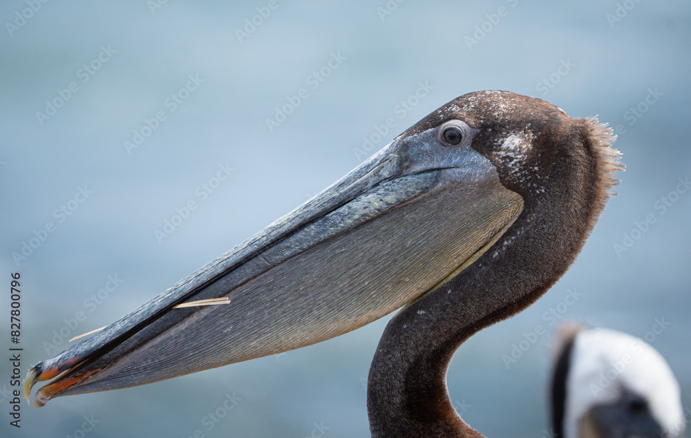 A pelican's head features a long, straight beak with an expandable ...