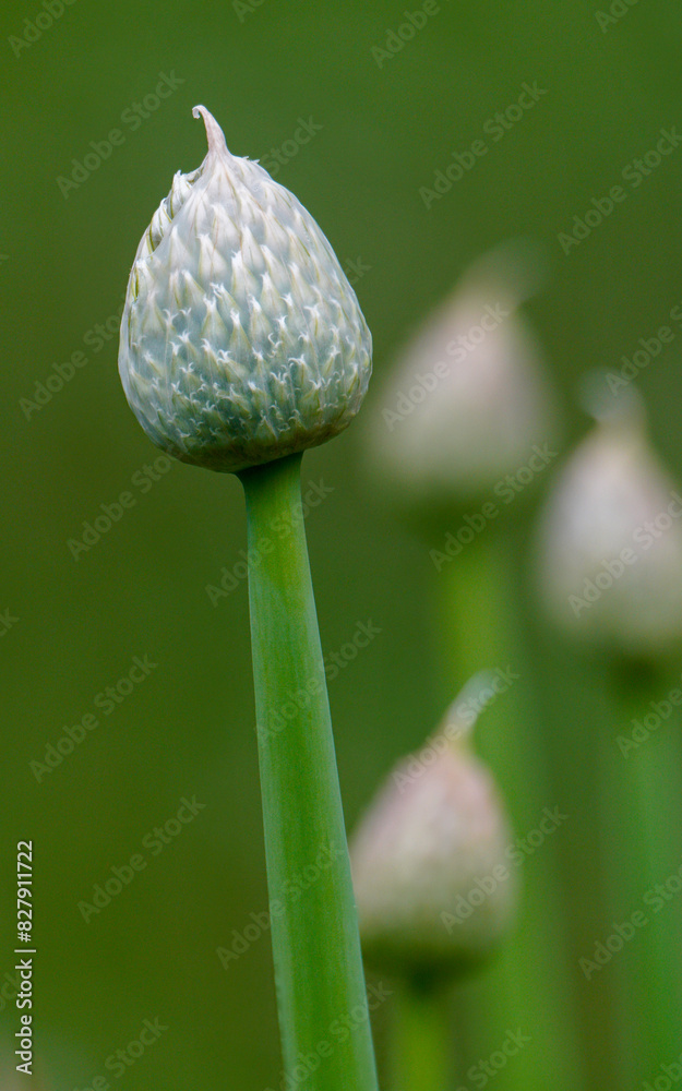 Winter onion, also known as scallion (Allium fistulosum) is a bulbous ...