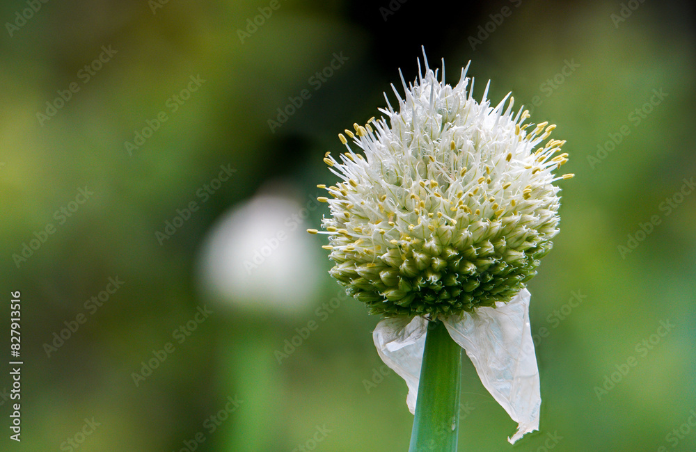 Winter onion, also known as scallion (Allium fistulosum) is a bulbous ...