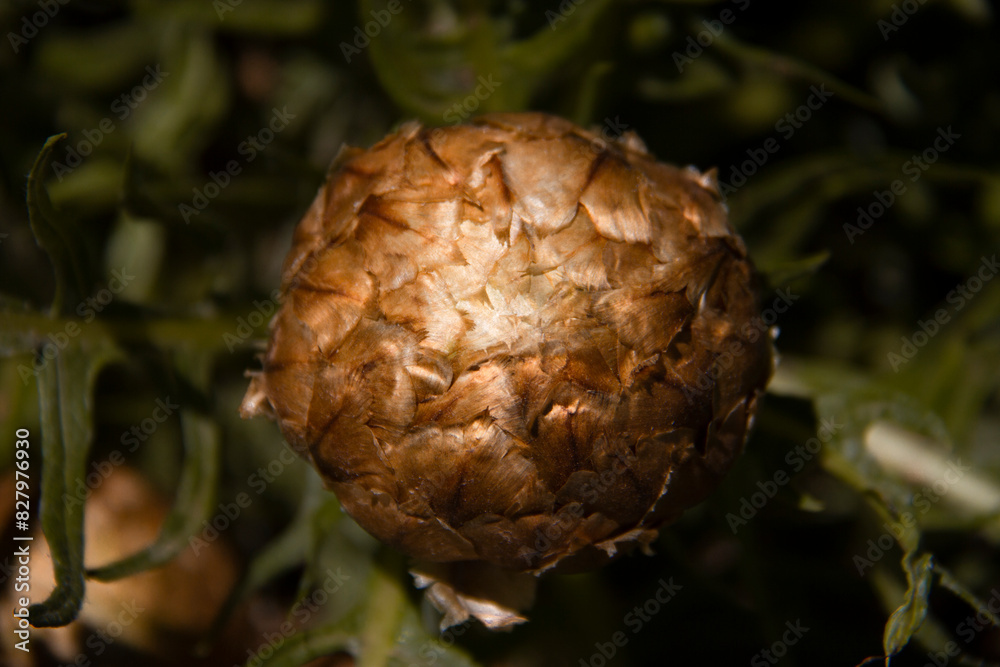 The bud of the beautiful Leuzea flower plant before its flower appears ...