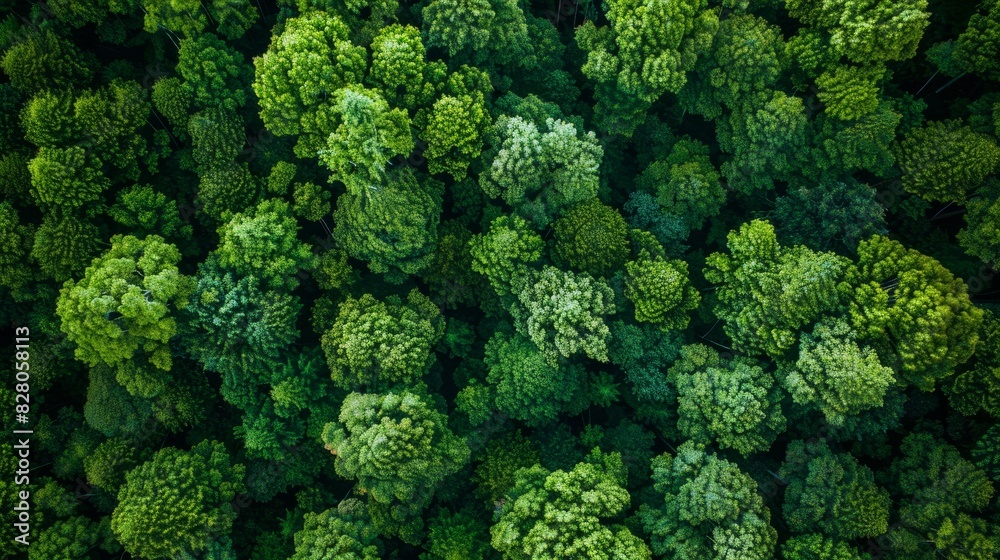 Aerial top view of green trees in forest. Drone view of dense green ...