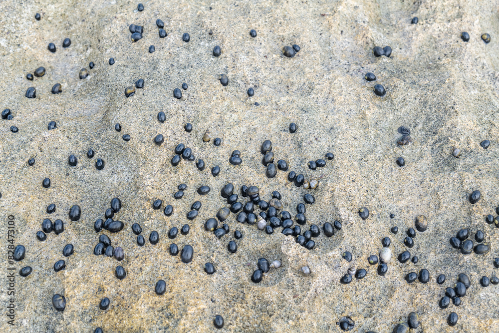 Nerita Picea, also called Black Nerite or Pipipi in Hawaiian, is a ...