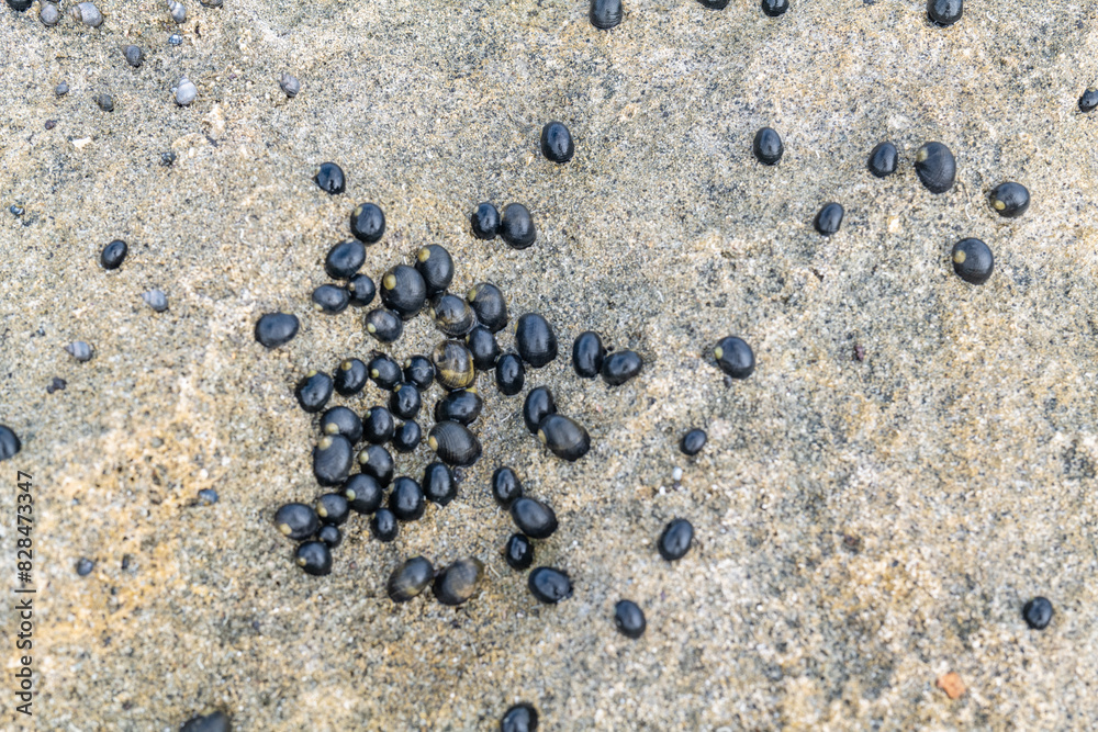 Nerita Picea, also called Black Nerite or Pipipi in Hawaiian, is a ...
