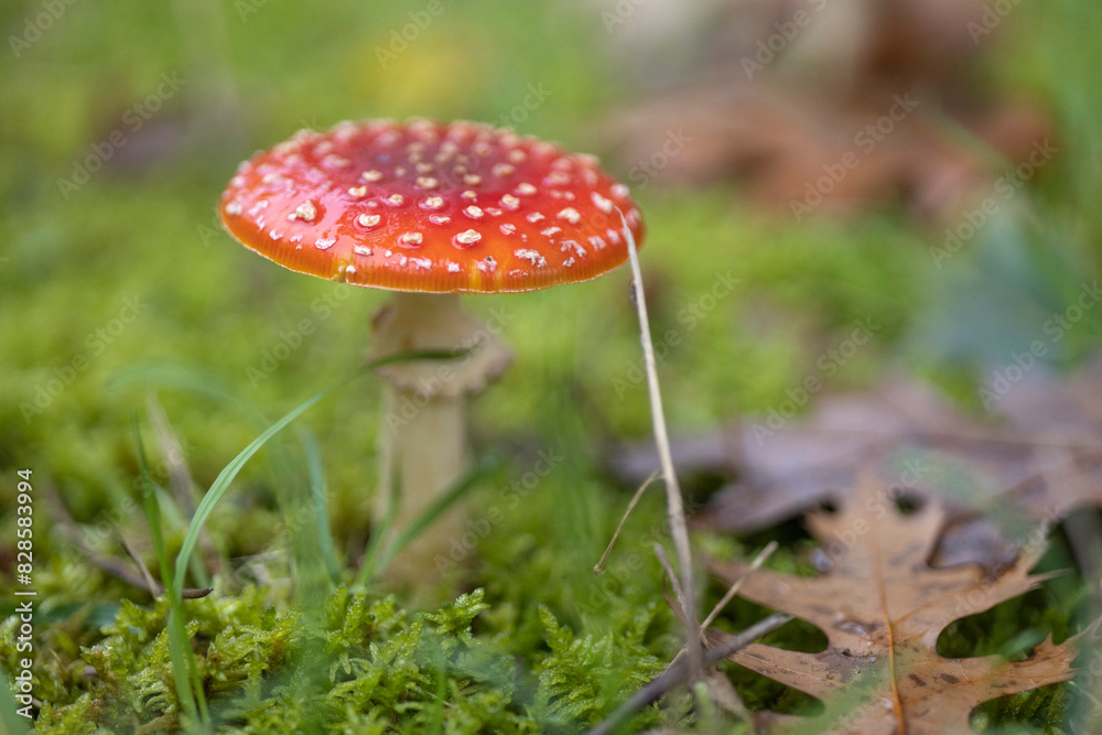 Amanita muscaria, también conocido como matamoscas o falsa oronja ...