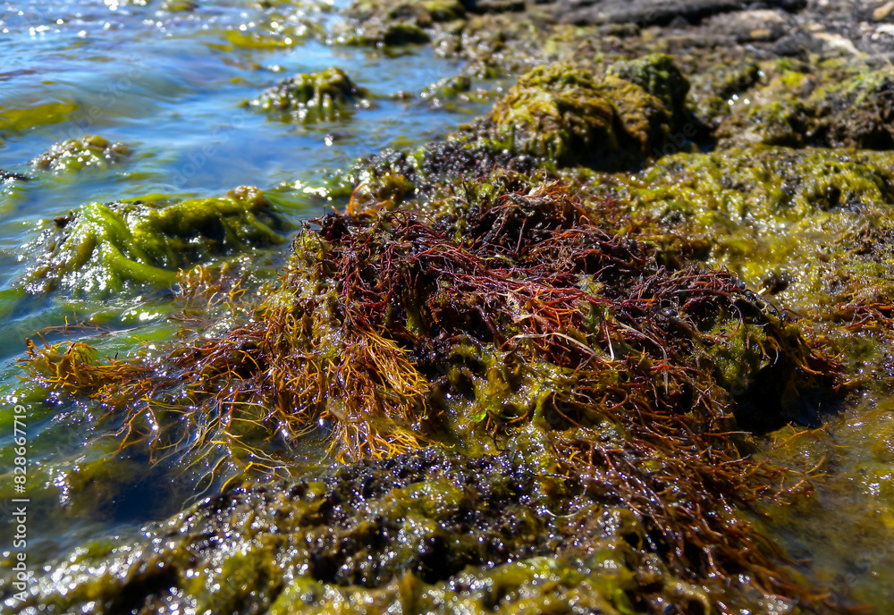 Brown algae macrophytes Cystoseira barbata and other green and red ...
