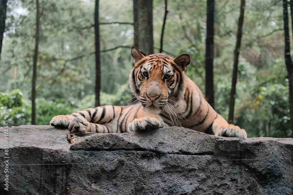 Sumatran Tiger (Panthera tigris sondaica) at The Taman Safari Indonesia ...