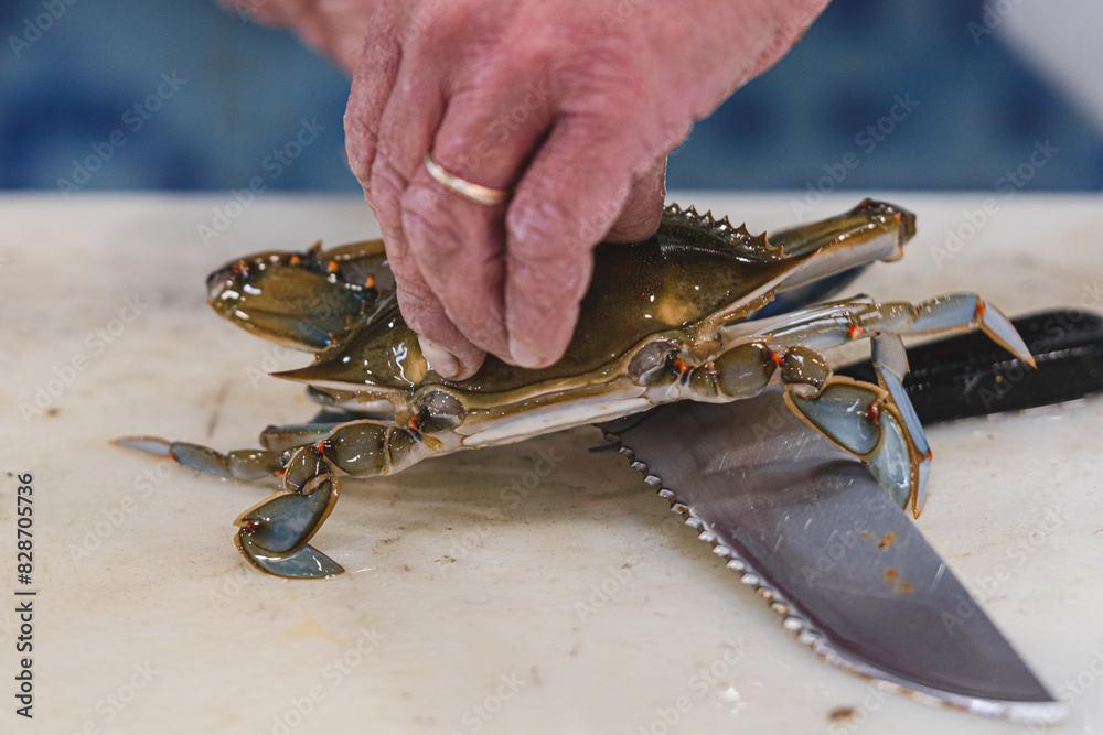Callinectes sapidus, blue crab, invasive species of crab native to the ...