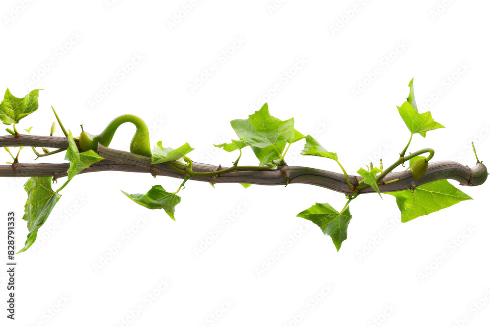 Dutchman's pipe vine, isolated on solid white background, PNG di-cut ...