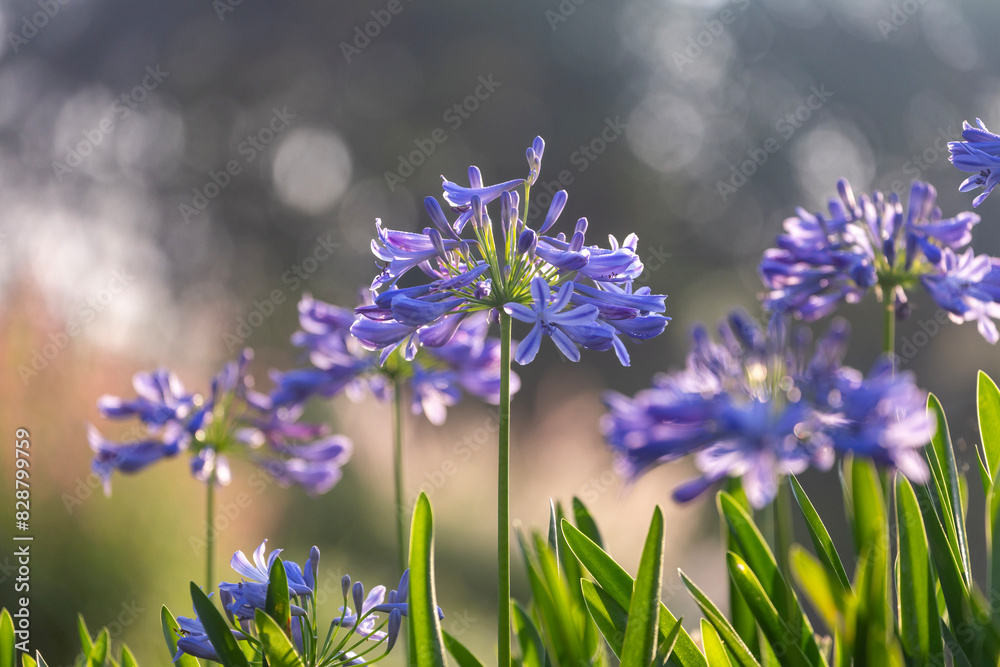 Blue agapanthus or African lily of nile flower is blooming in summer ...
