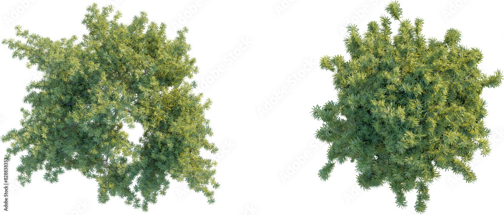 Taxus baccata tree top view, tree plan 4k png cutout Stock Illustration ...
