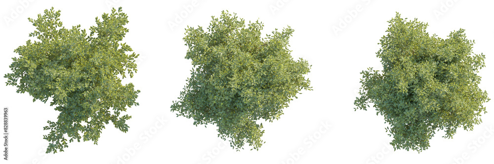 Citrus limon tree top view, tree plan 4k png cutout 素材庫插圖 | Adobe Stock