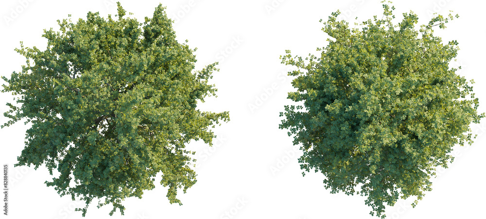 Ulmus minor tree top view, tree plan 4k png cutout Stock Illustration ...