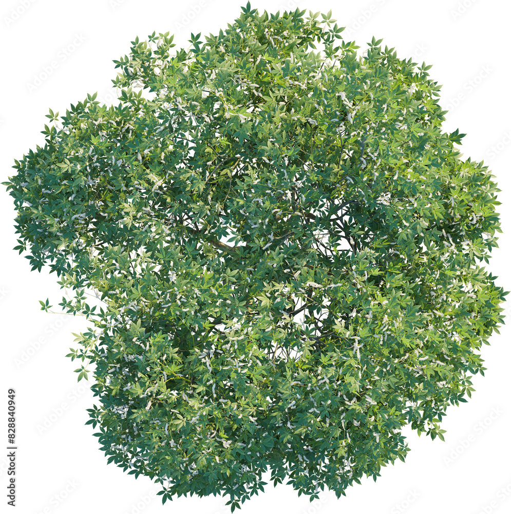 Aesculus californica tree top view, tree plan 4k png cutout Stock ...