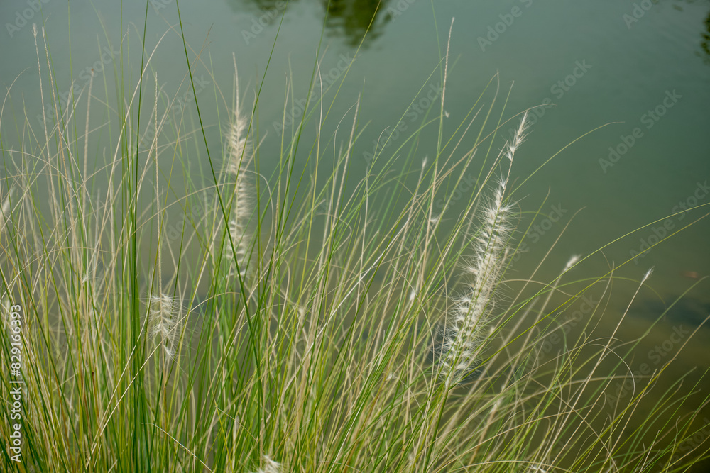 Beautiful white cogon grass growing by the lake. Poaceae or Gramineae ...