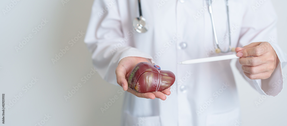 Doctor holding human Liver anatomy model. Liver cancer and Tumor ...