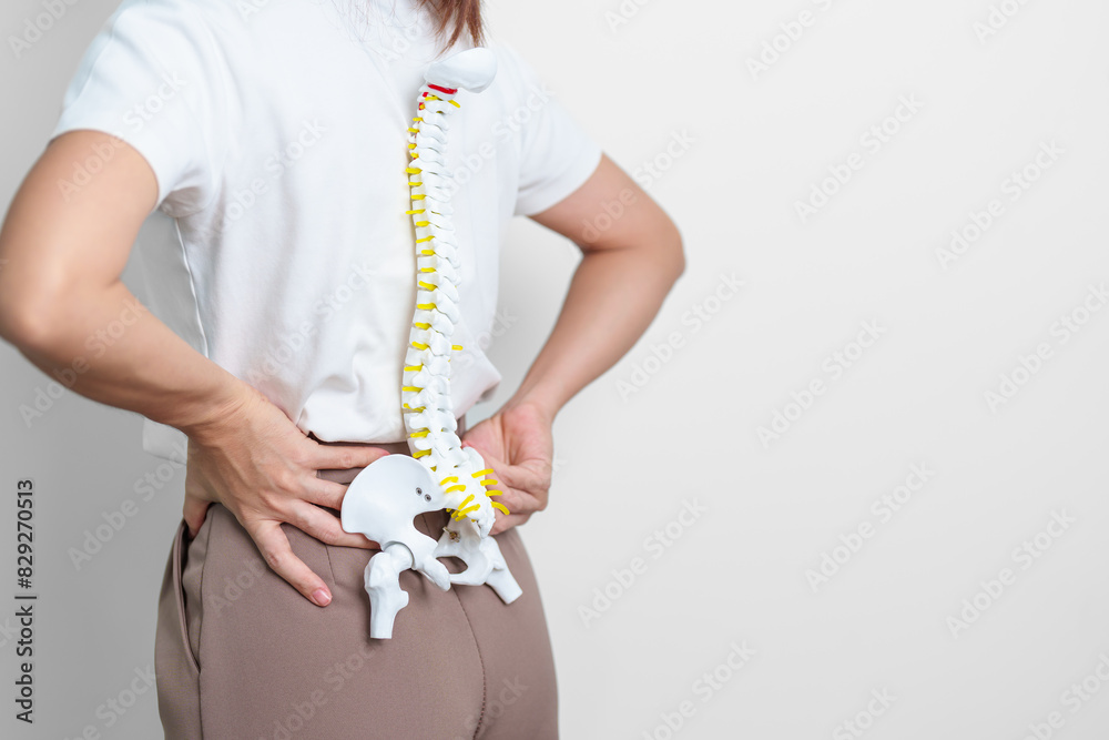 woman with human Spine anatomy model. Spinal Cord Disorder and disease ...