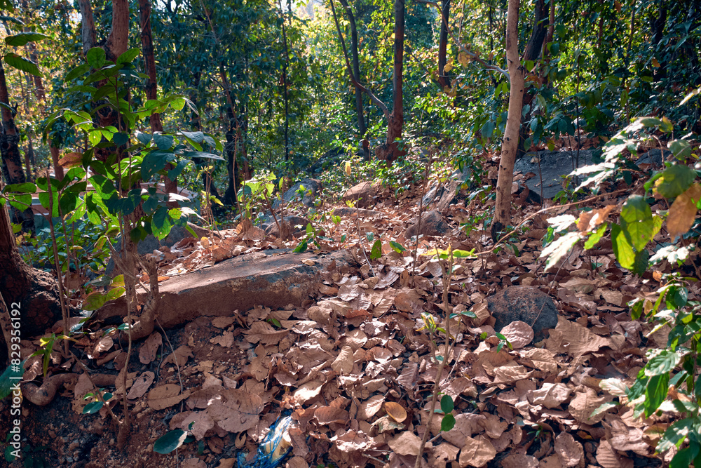 rugged natural beauty of wilderness in jungle surrounding Ayodhya Hills ...