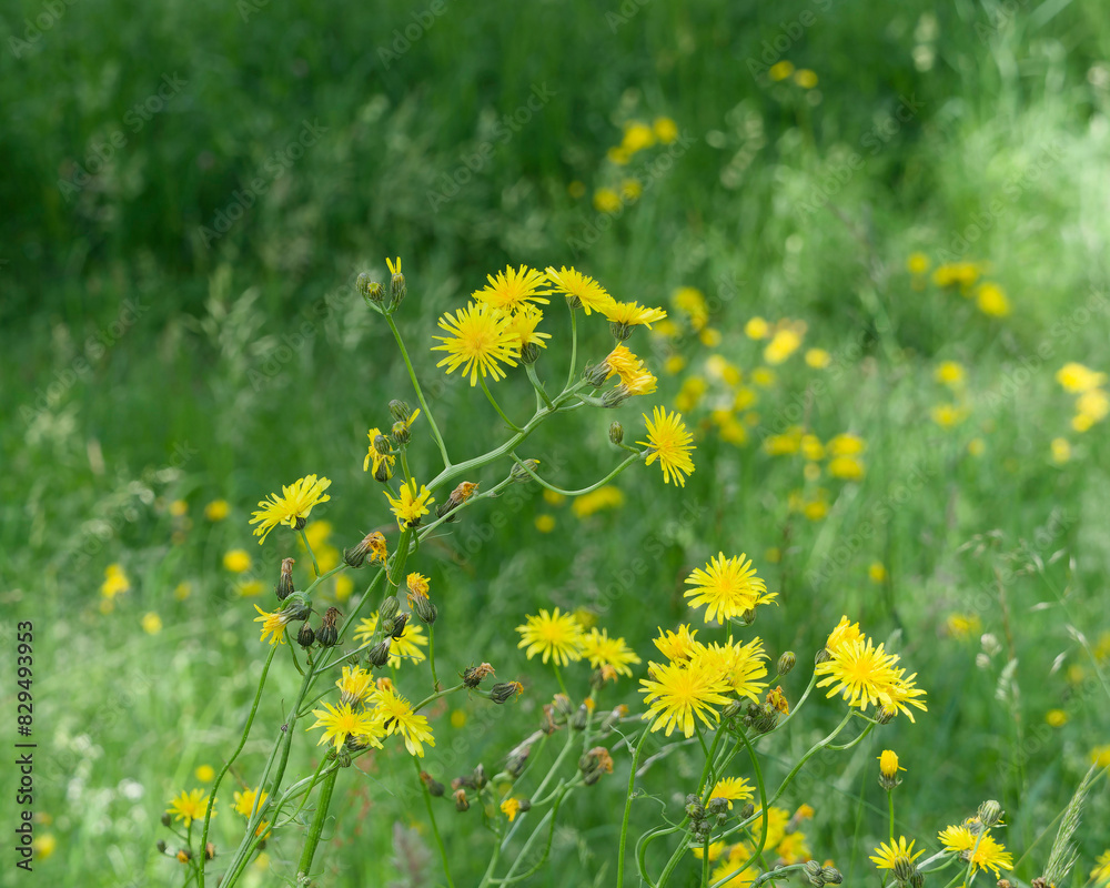 (Crepis biennis) A clump of Hawksbeard Rough flowers with yellow ...
