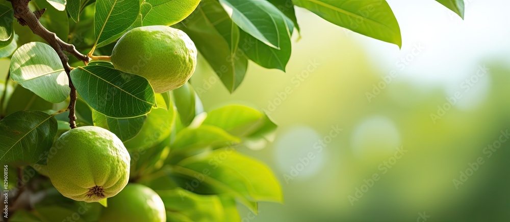 guava tree plant with its dense leaves against a natural background ...